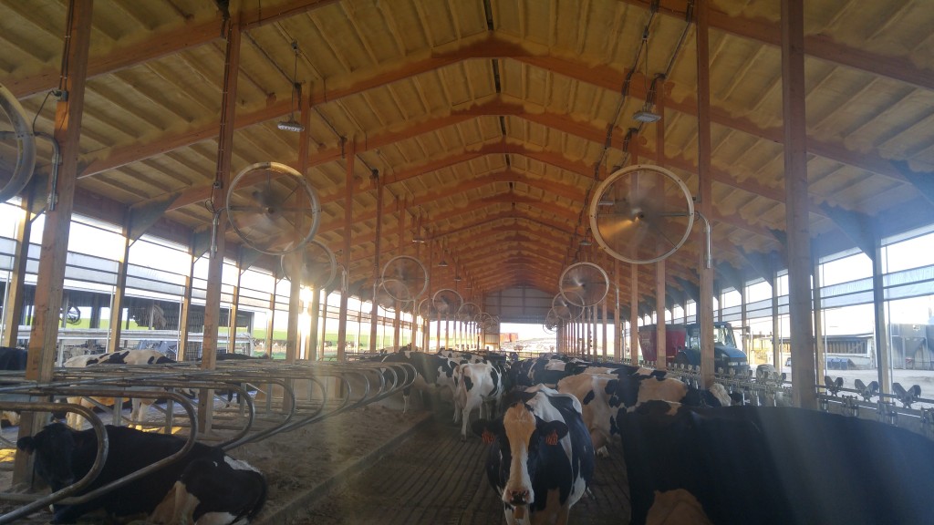 Freestall/Calving Barn | Ymker Insulation